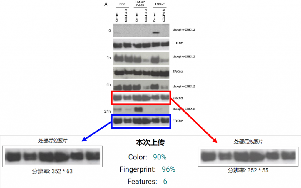 图像查重 | 这篇文章因为Pubpeer上的质疑而撤稿了 - 长煦信息技术咨询(上海)有限公司 | iGroup China